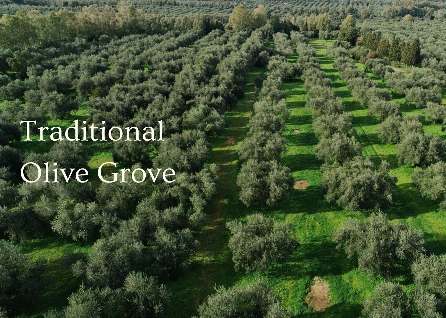 High-Quality vs Low-Quality Olive Oil – Obìa Olive Oil