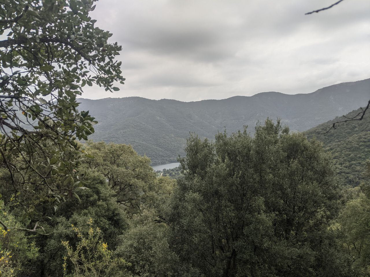 Olive Oil Tree Locator – Obìa Olive Oil