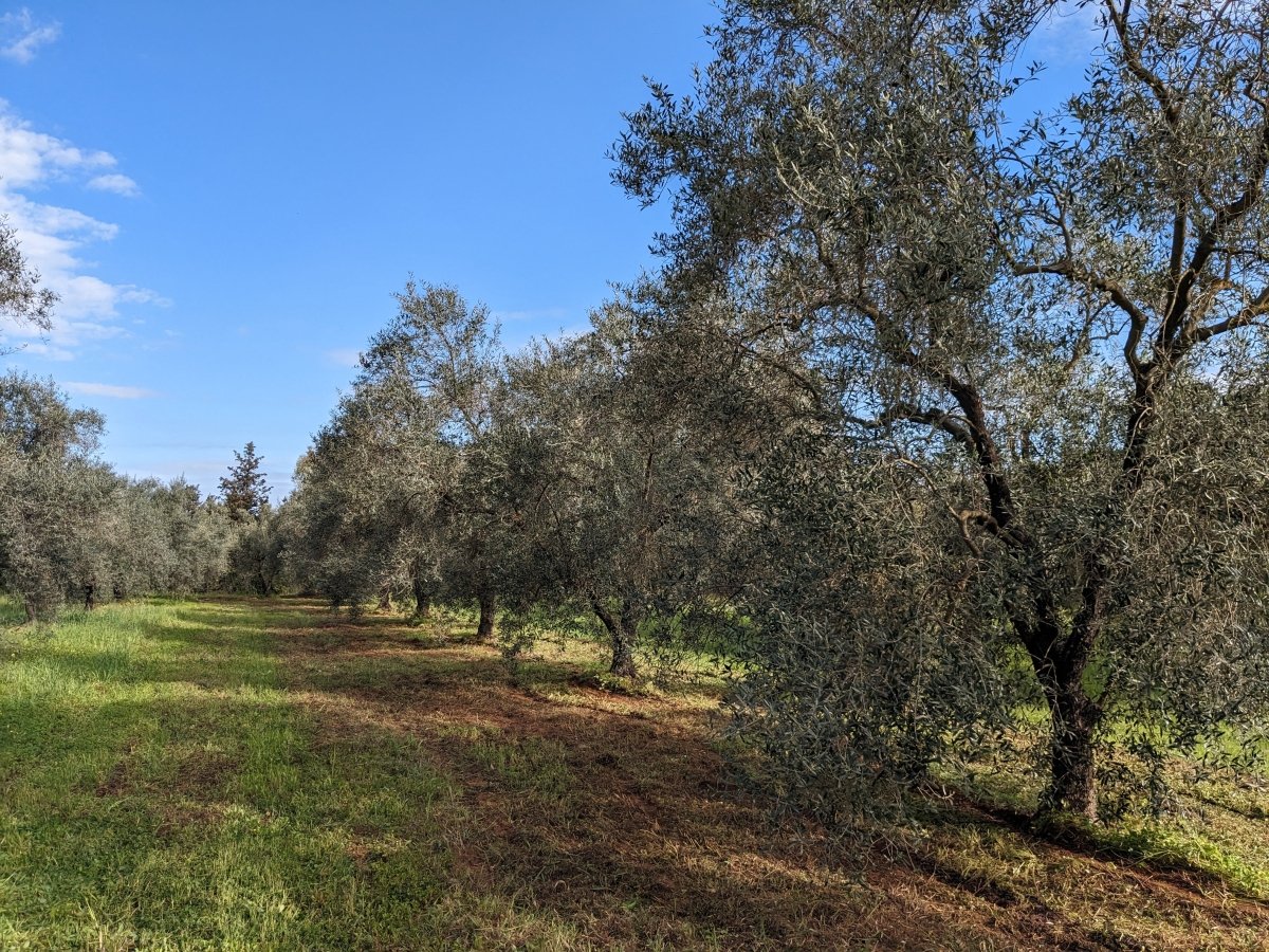 Products – Obìa Olive Oil